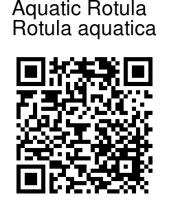 Rotula aquatica - Aquatic Rotula