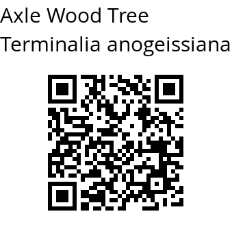 Terminalia anogeissiana - Axle Wood Tree
