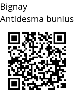 Antidesma bunius - Bignay