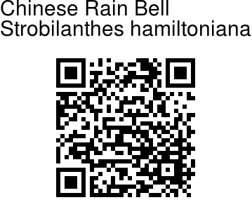 Strobilanthes hamiltoniana - Chinese Rain Bell