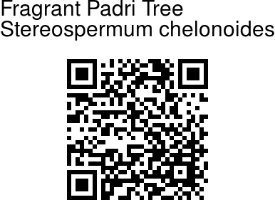 Stereospermum chelonoides - Fragrant Padri Tree