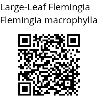 Flemingia macrophylla - Large-Leaf Flemingia