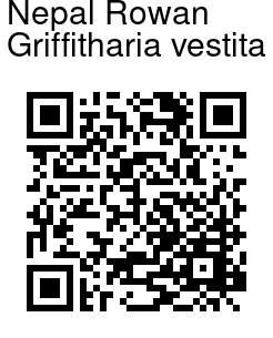 Griffitharia vestita - Nepal Rowan