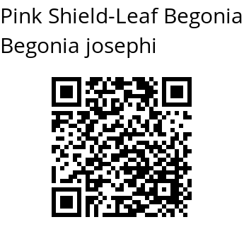 Begonia josephi - Pink Shield-Leaf Begonia