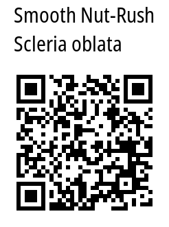 Scleria oblata - Smooth Nut-Rush