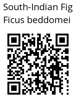 Ficus beddomei - South-Indian Fig