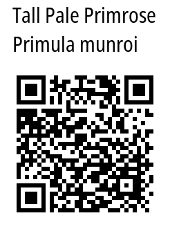 Primula munroi - Tall Pale Primrose