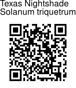 Solanum triquetrum - Texas Nightshade