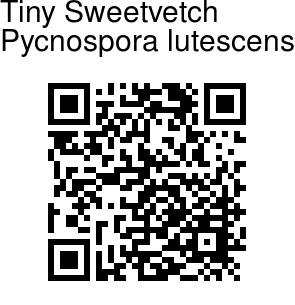 Pycnospora lutescens - Tiny Sweetvetch