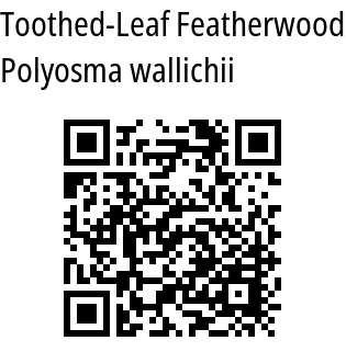 Polyosma wallichii - Toothed-Leaf Featherwood