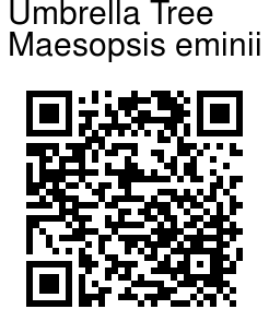 Maesopsis eminii - Umbrella Tree