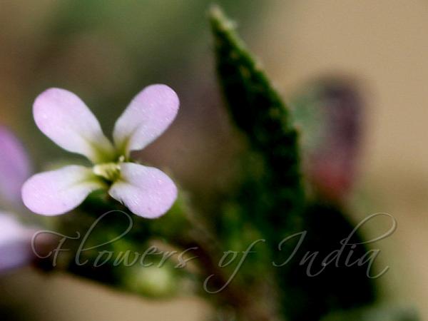 Strigosella africana - African Mustard