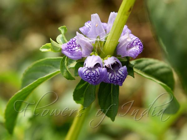 Hygrophila balsamica - Aromatic Swampweed