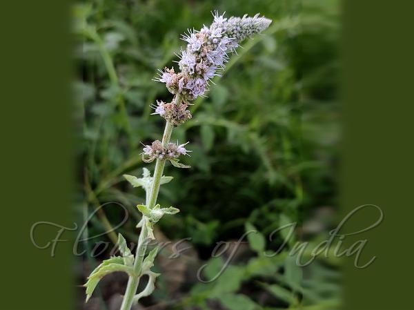 Mentha longifolia var. asiatica - Asian Mint