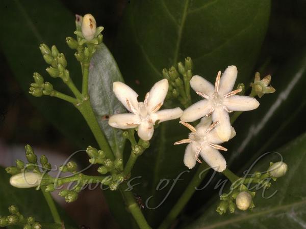 Tarenna asiatica - Asiatic Tarenna