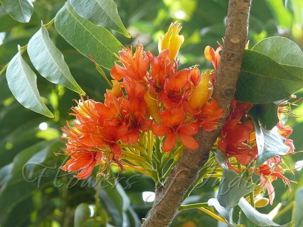 Castanospermum australe - Australian Chestnut