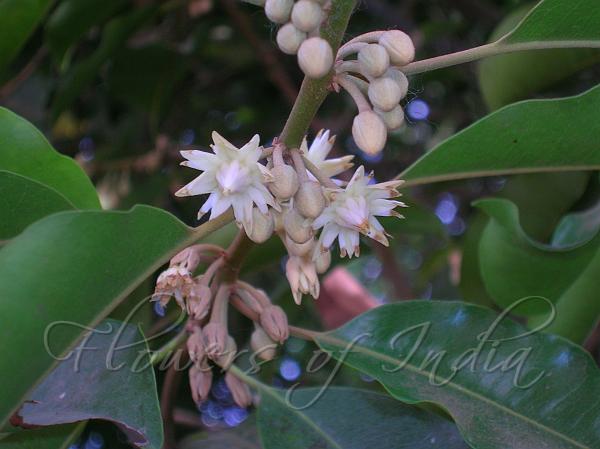 Mimusops elengi - Bakul Tree