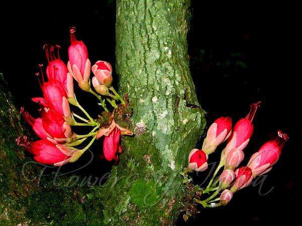 Humboldtia unijuga - Bark-Flower Humboldtia
