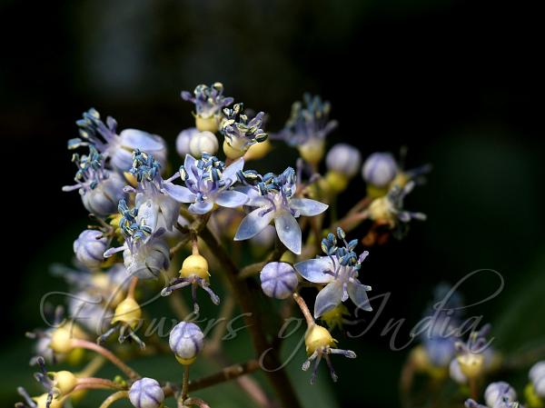 Hydrangea febrifuga - Blue Himalayan Hydrangea