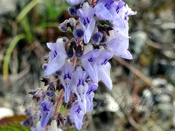 Isodon coetsa - Blue Isodon