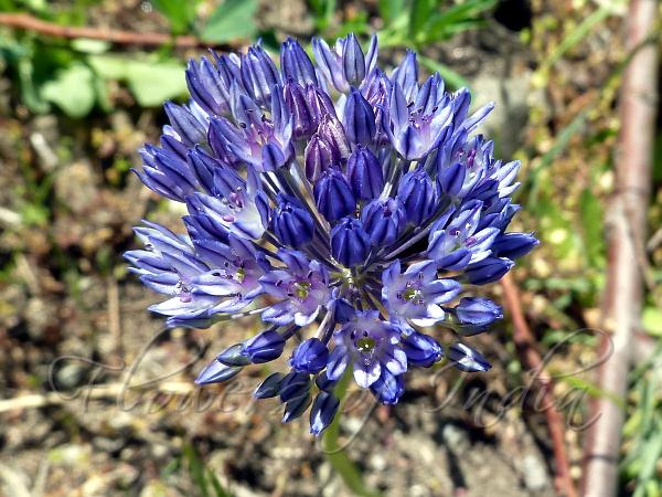 Allium caesium - Blue Onion