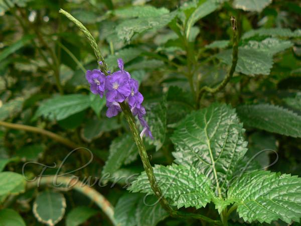 Stachytarpheta urticifolia - Blue Snakeweed