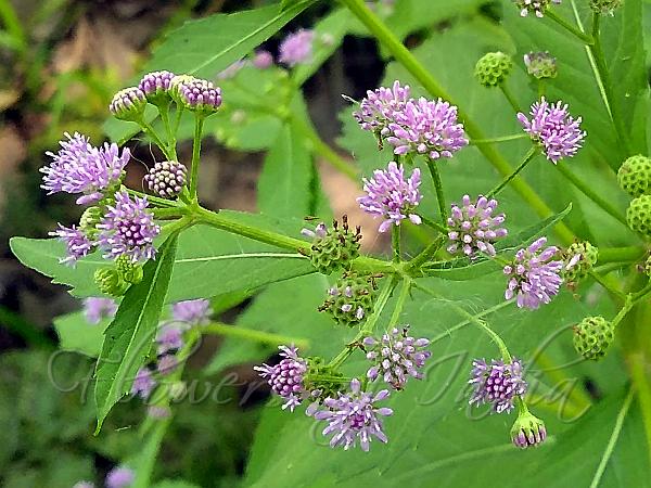 Ethulia conyzoides - Blue Weed