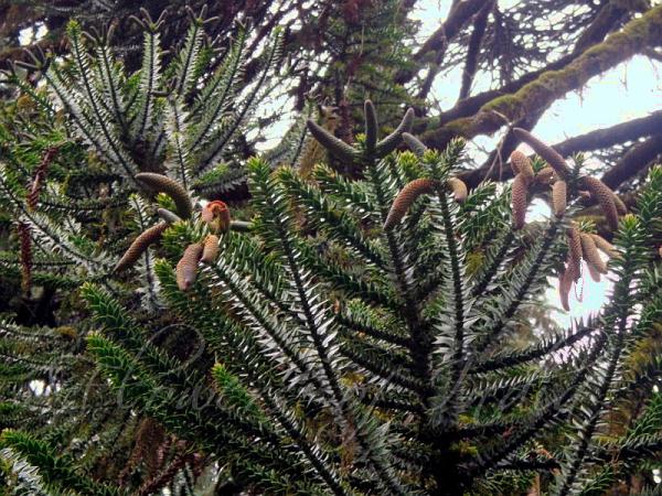 Araucaria bidwillii - Bunya Pine