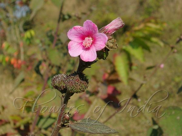Urena lobata subsp. lobata - Caesarweed
