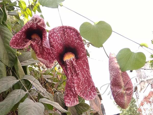 Aristolochia littoralis - Calico Flower