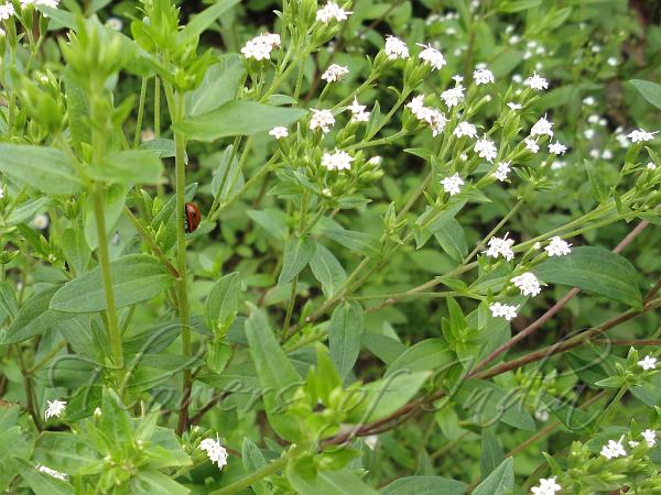 Stevia ovata - Candyleaf