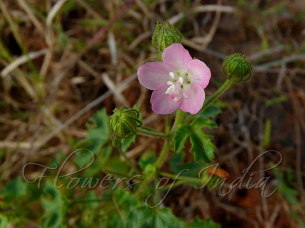 Pavonia zeylanica - Ceylon Swamp Mallow