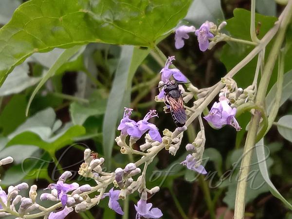 Vitex negundo - Chaste Tree
