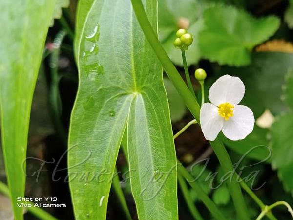 Sagittaria trifolia - Chinese Arrowhead