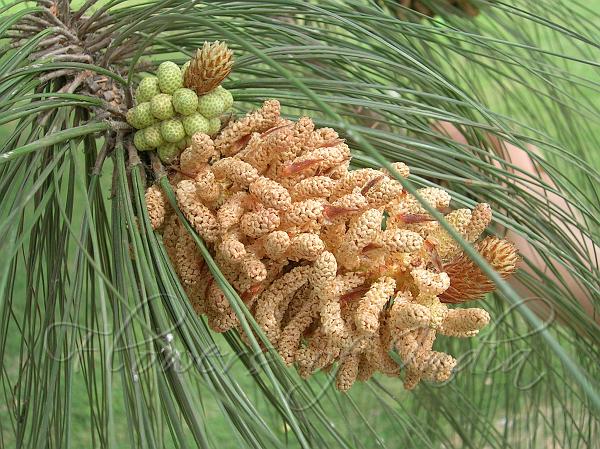 Pinus roxburghii - Chir Pine