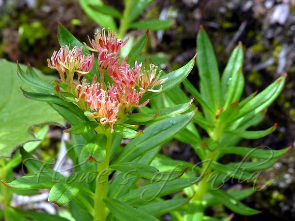 Rhodiola fastigiata - Clustered Roseroot