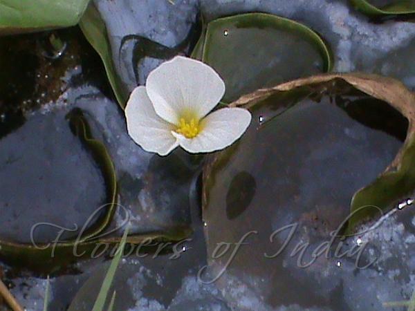 Hydrocharis morsus-ranae - Common Frogbit