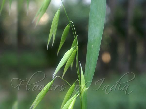 Avena sativa - Common Oat