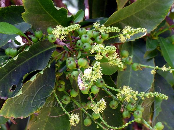 Croton persimilis - Croton Tree