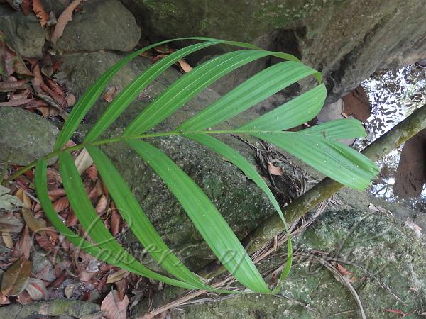 Pinanga dicksonii - Dickson Palm