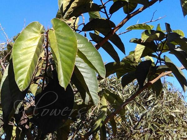 Ficus semicordata - Drooping Fig