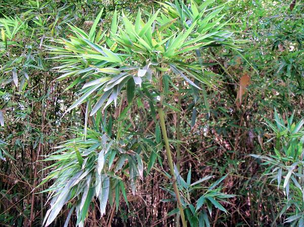 Phyllostachys aurea - Fish Pole Bamboo