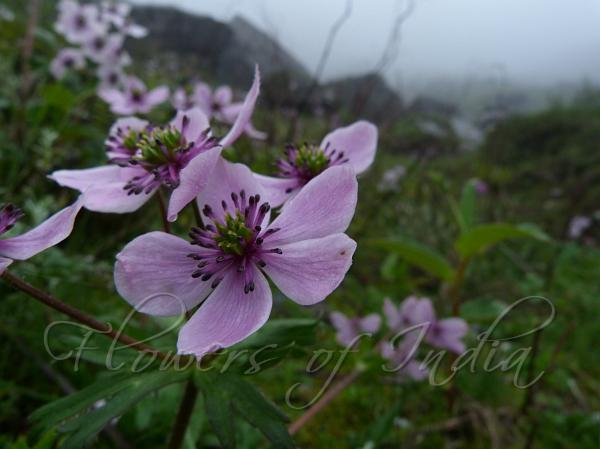 Anemone demissa - Floppy Himalayan Anemone