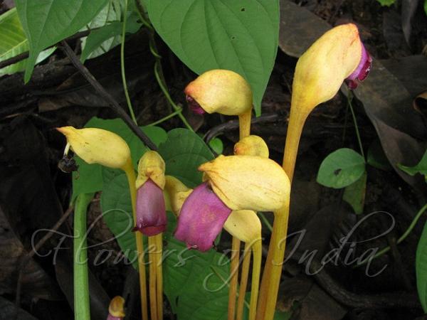 Aeginetia indica - Forest Ghost Flower