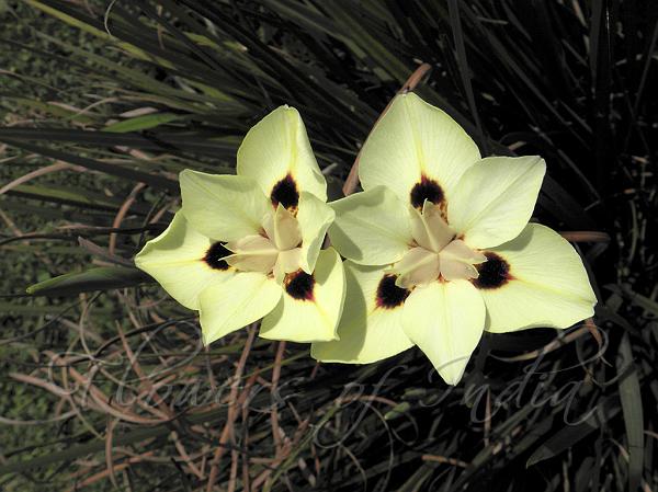 Dietes bicolor - Fortnight Lily
