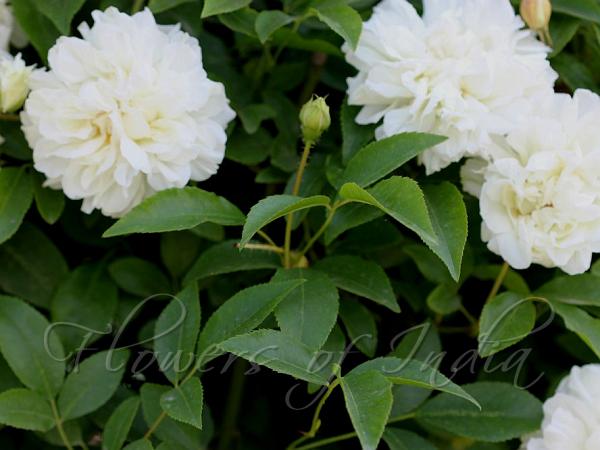 Rosa x fortuniana - Fortuniana Rose