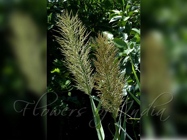 Arundo donax - Giant Reed
