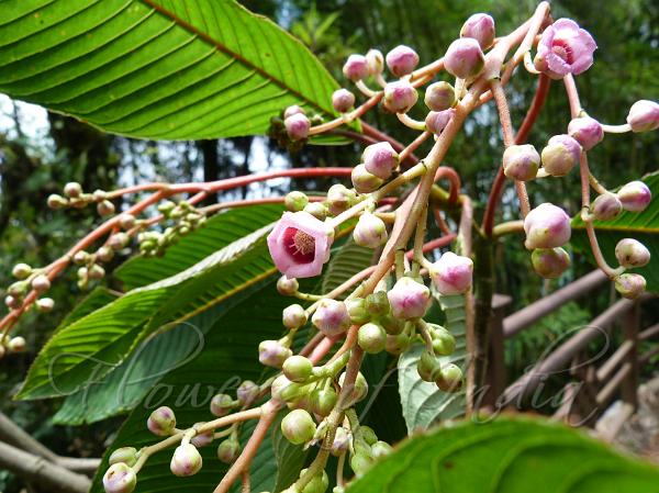 Saurauia napaulensis - Gogan