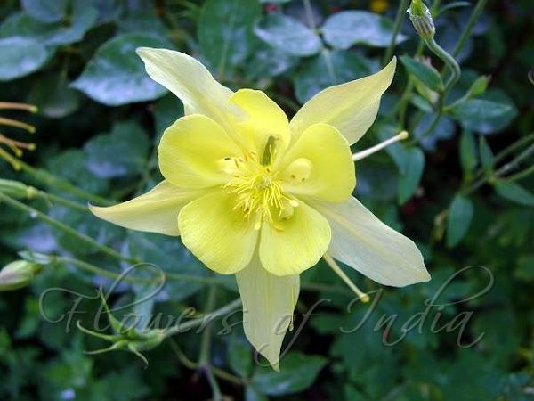 Aquilegia chrysantha - Golden Columbine