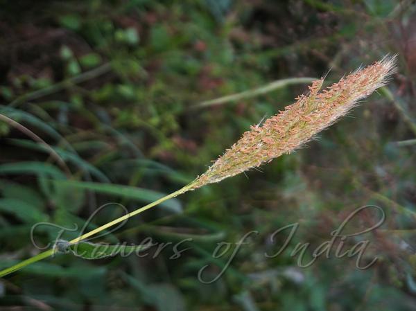 Spodiopogon dubius - Himalayan Beard Grass